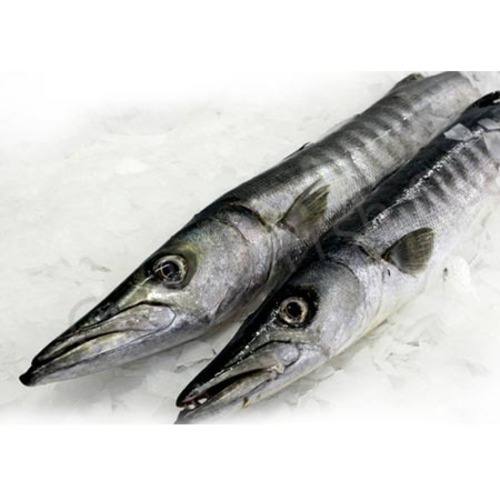 Barracuda/ Kuta Fish – HomeFoodly